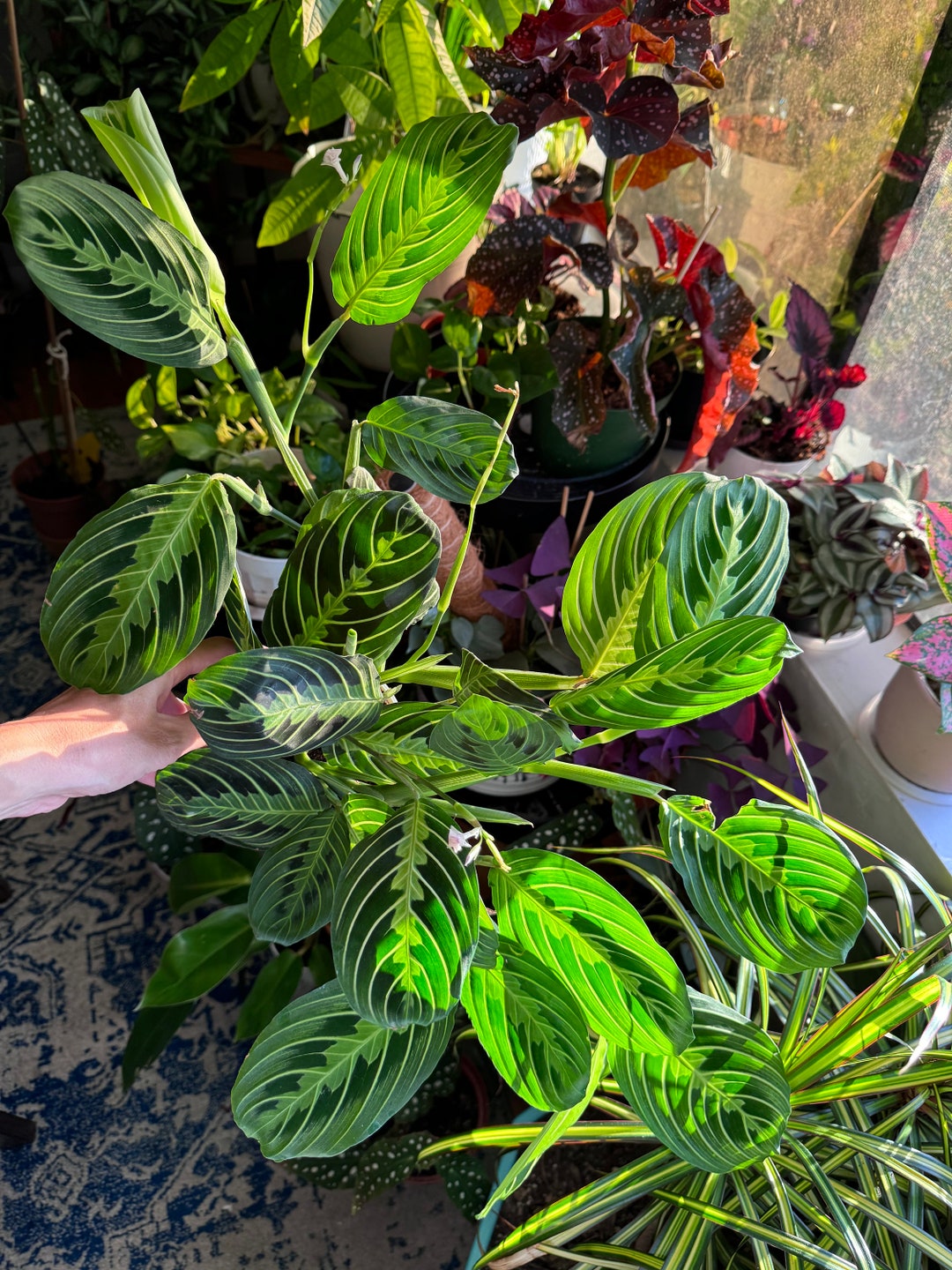 Lemon Lime Maranta 4in Pot - Etsy