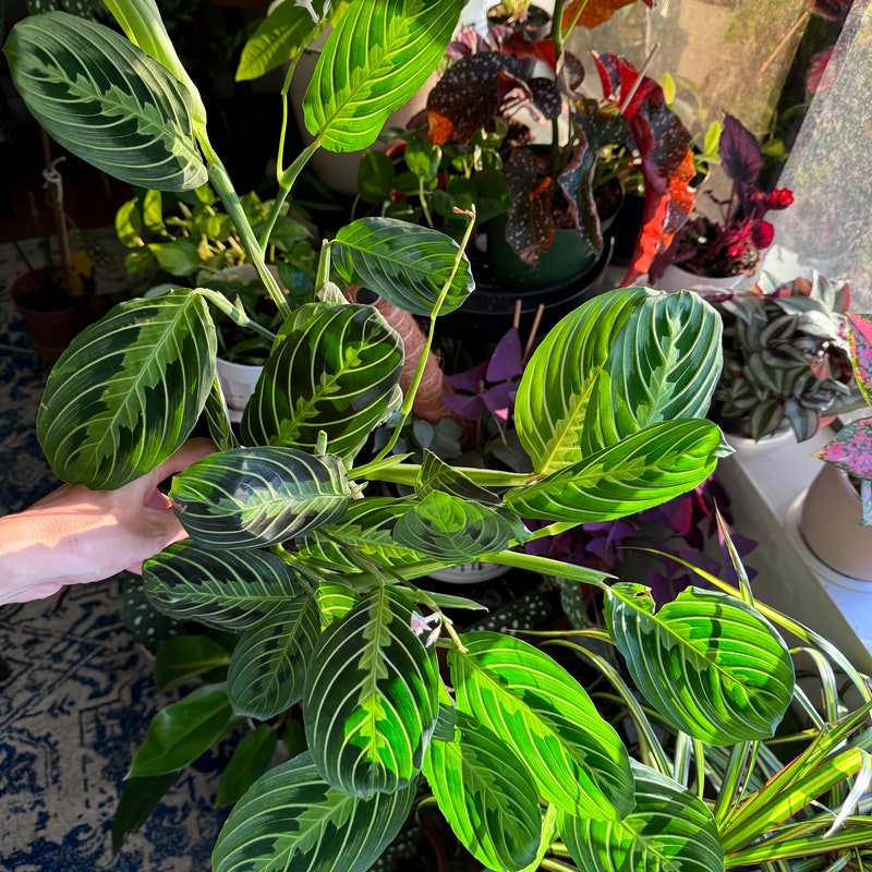 Maranta Lemon Lime - Etsy