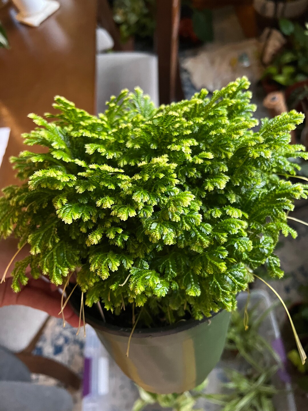 Selaginella Martensii Variegated Fern in 4in Pot - Etsy