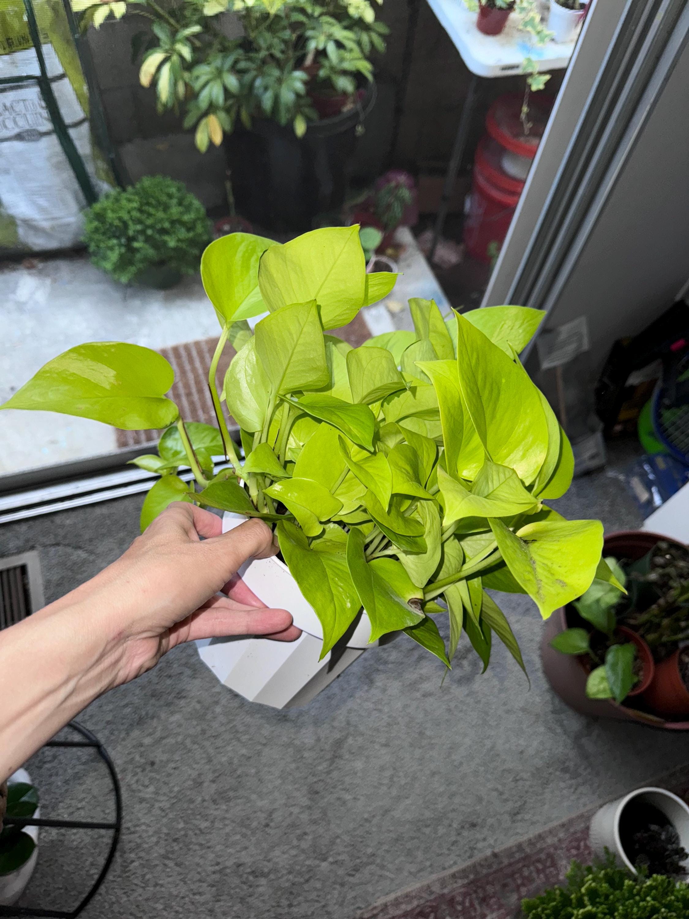 Neon Pothos Plant 6in Pot. Trailing Plant - Etsy