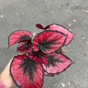 Red Robin Begonia Rex - Etsy