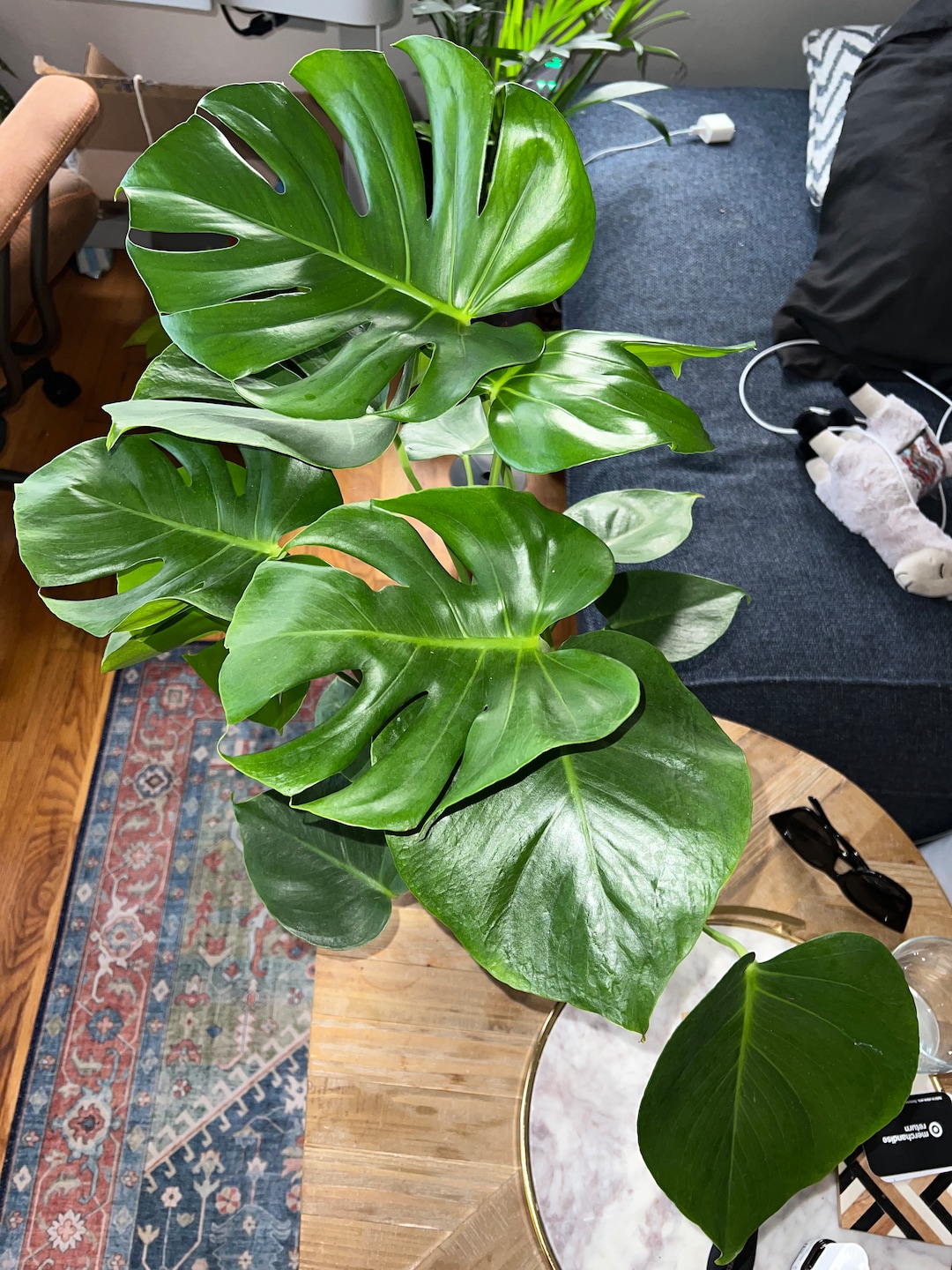 Large Monstera Deliciosa in 6in Pot 2ft Tall or More - Etsy