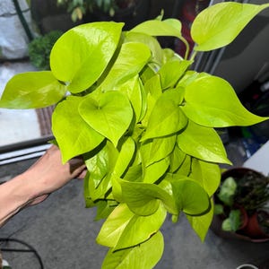 Neon Pothos Plant 6in Pot. Trailing Plant - Etsy