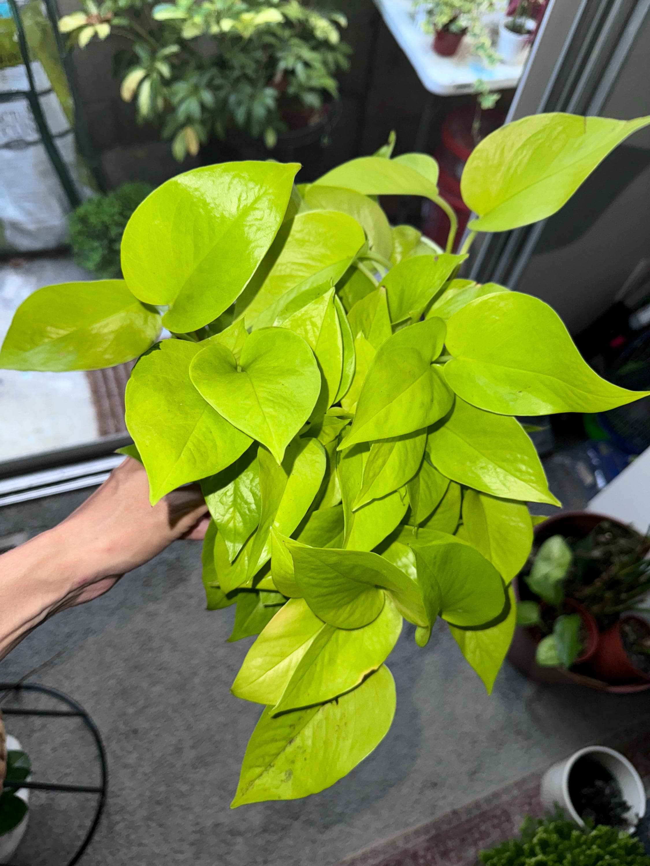 Neon Pothos Plant 6in Pot. Trailing Plant - Etsy