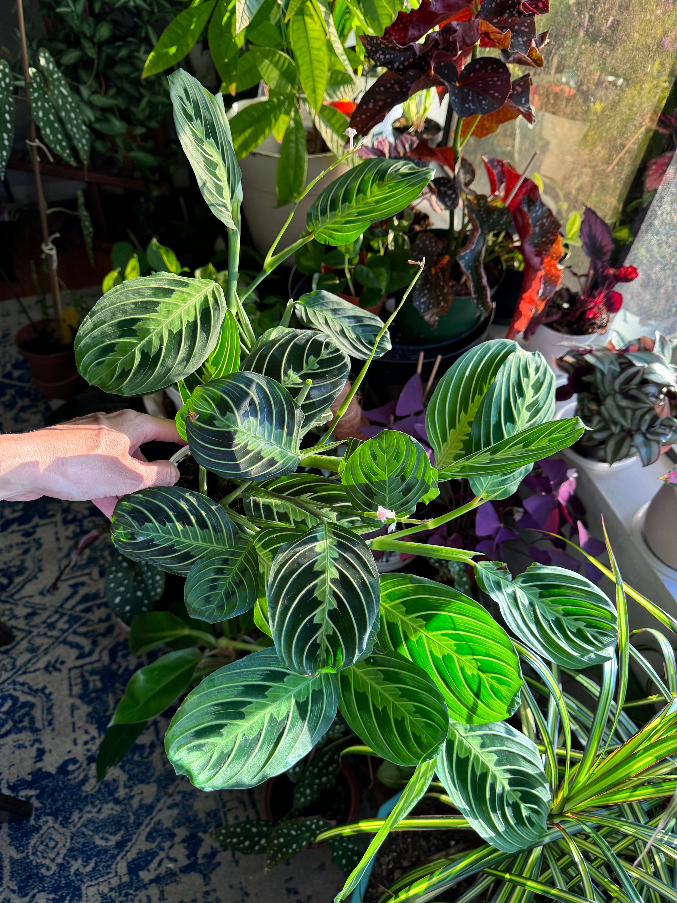 Lemon Lime Maranta 4in Pot - Etsy