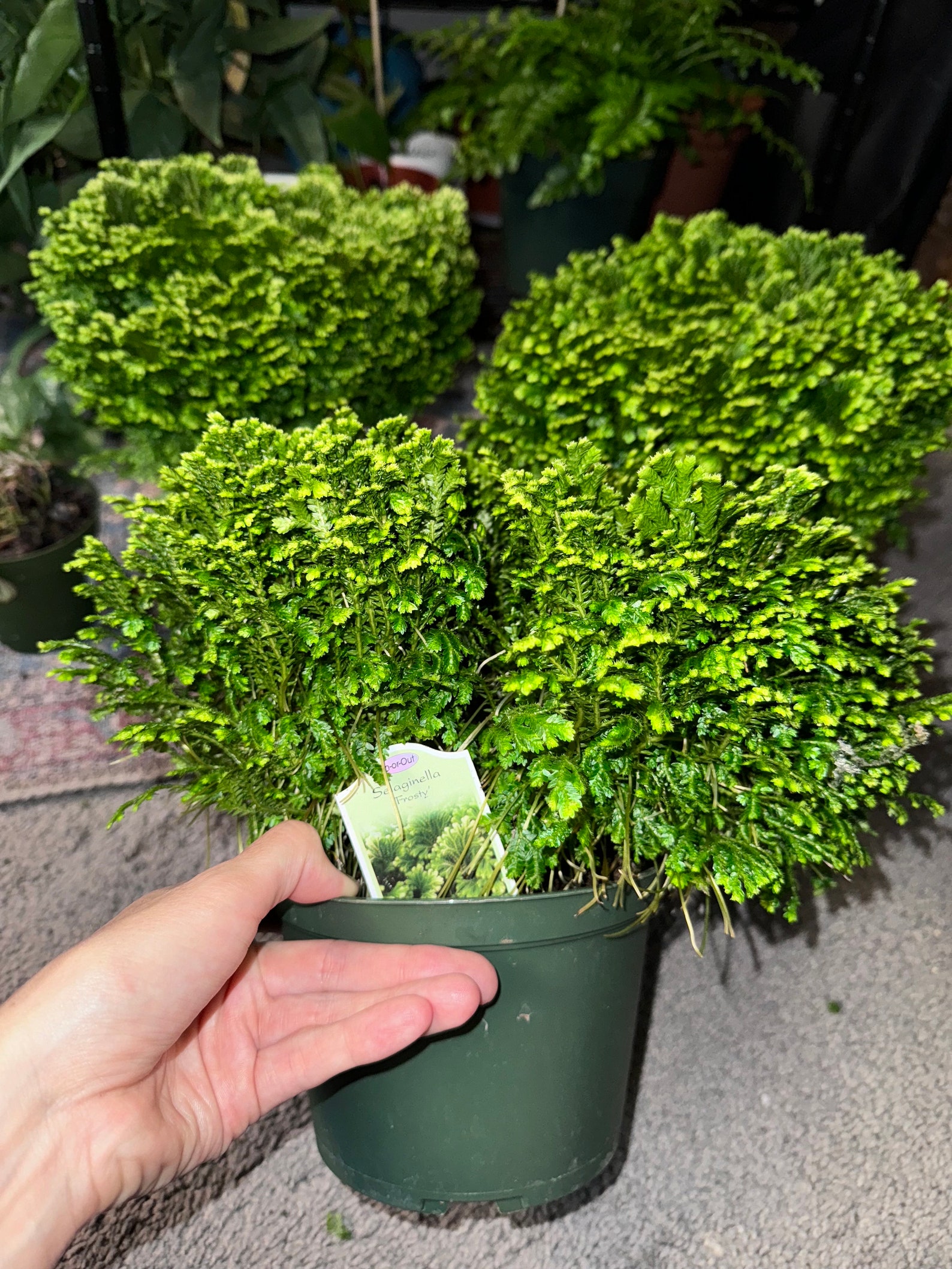 Selaginella Martensii Variegated Fern in 6in Pot - Etsy