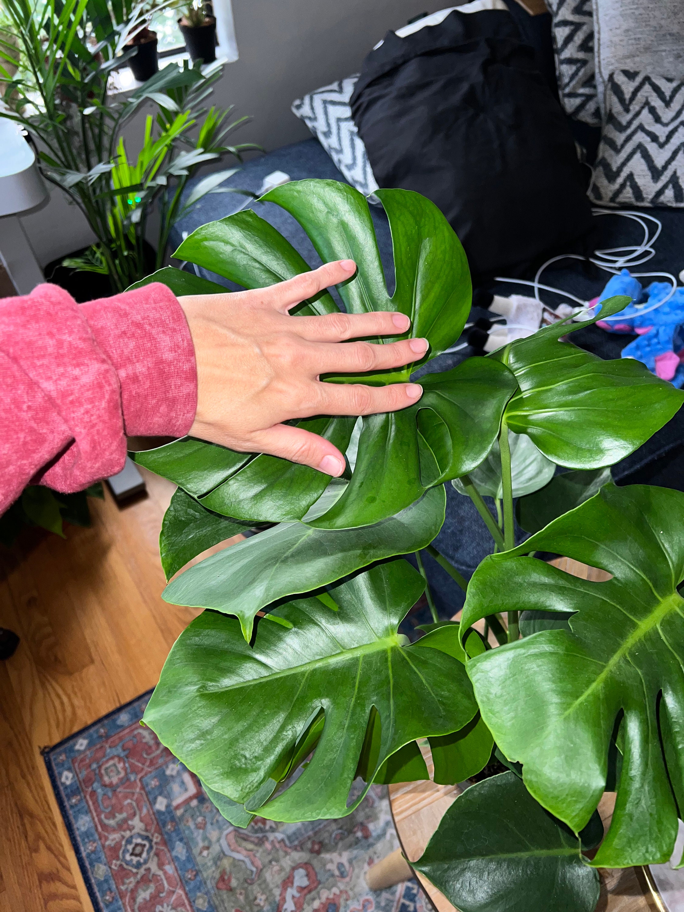 Large Monstera Deliciosa in 6in Pot 2ft Tall or More - Etsy