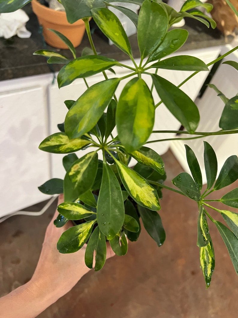 Variegated Schefflera Plant