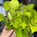 Neon Pothos Plant 6in Pot. Trailing Plant - Etsy
