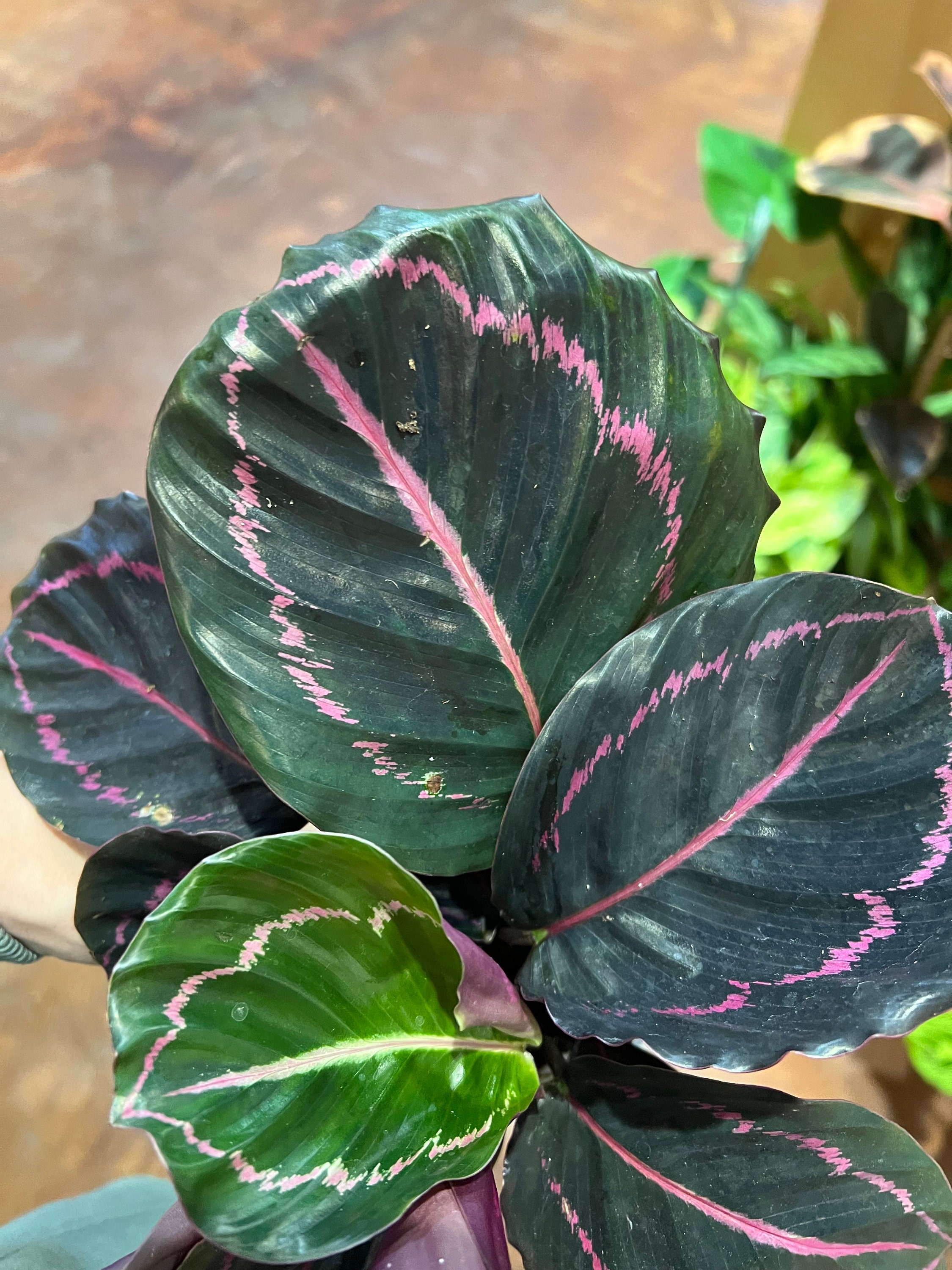 Calathea Dottie Purple and Pink Calathea Plant in 4in Pot Free Shipping ...