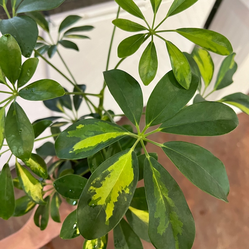 Variegated House Plants - Etsy