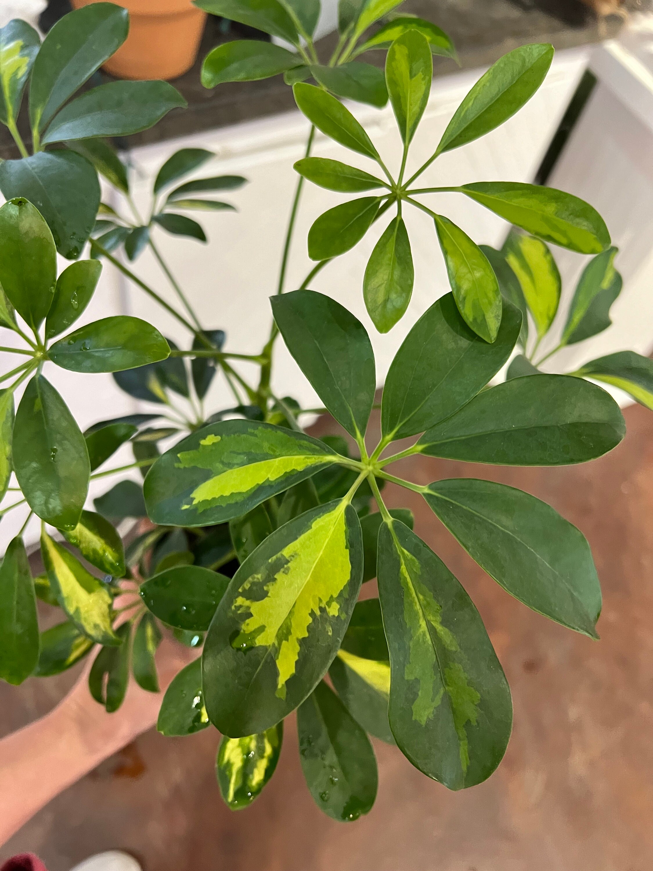 Variegated Schefflera Plant in a 4 in Pot 6-12 in Tall - Etsy