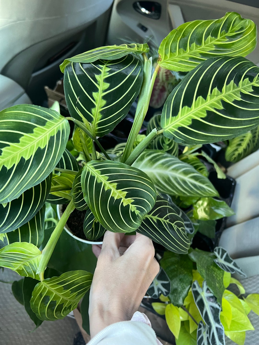 Lemon Lime Maranta 4in Pot - Etsy