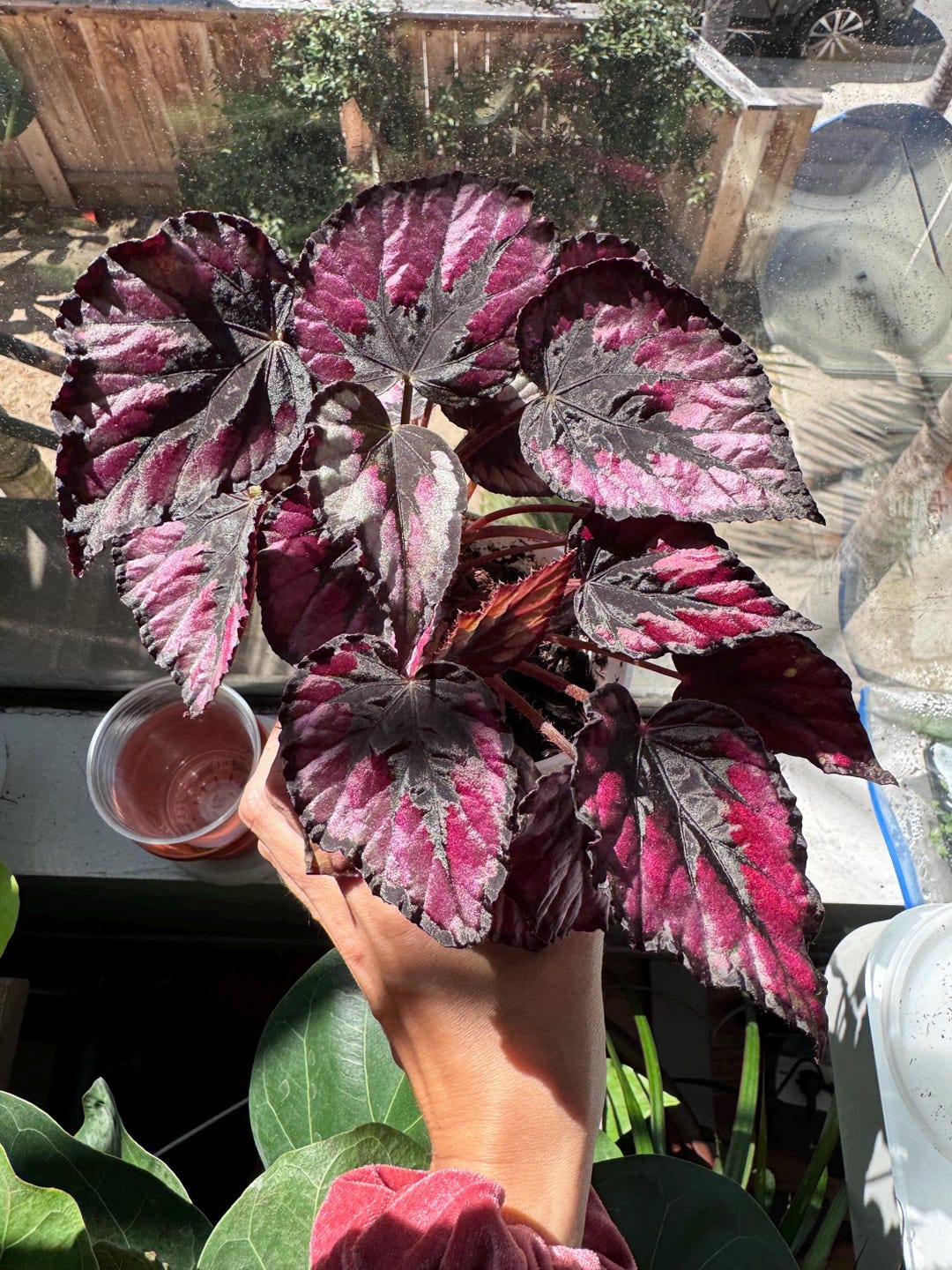 Red Robin Begonia Rex - Etsy