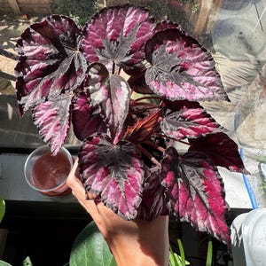 Red Robin Begonia Rex - Etsy