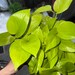 Neon Pothos Plant 6in Pot. Trailing Plant - Etsy