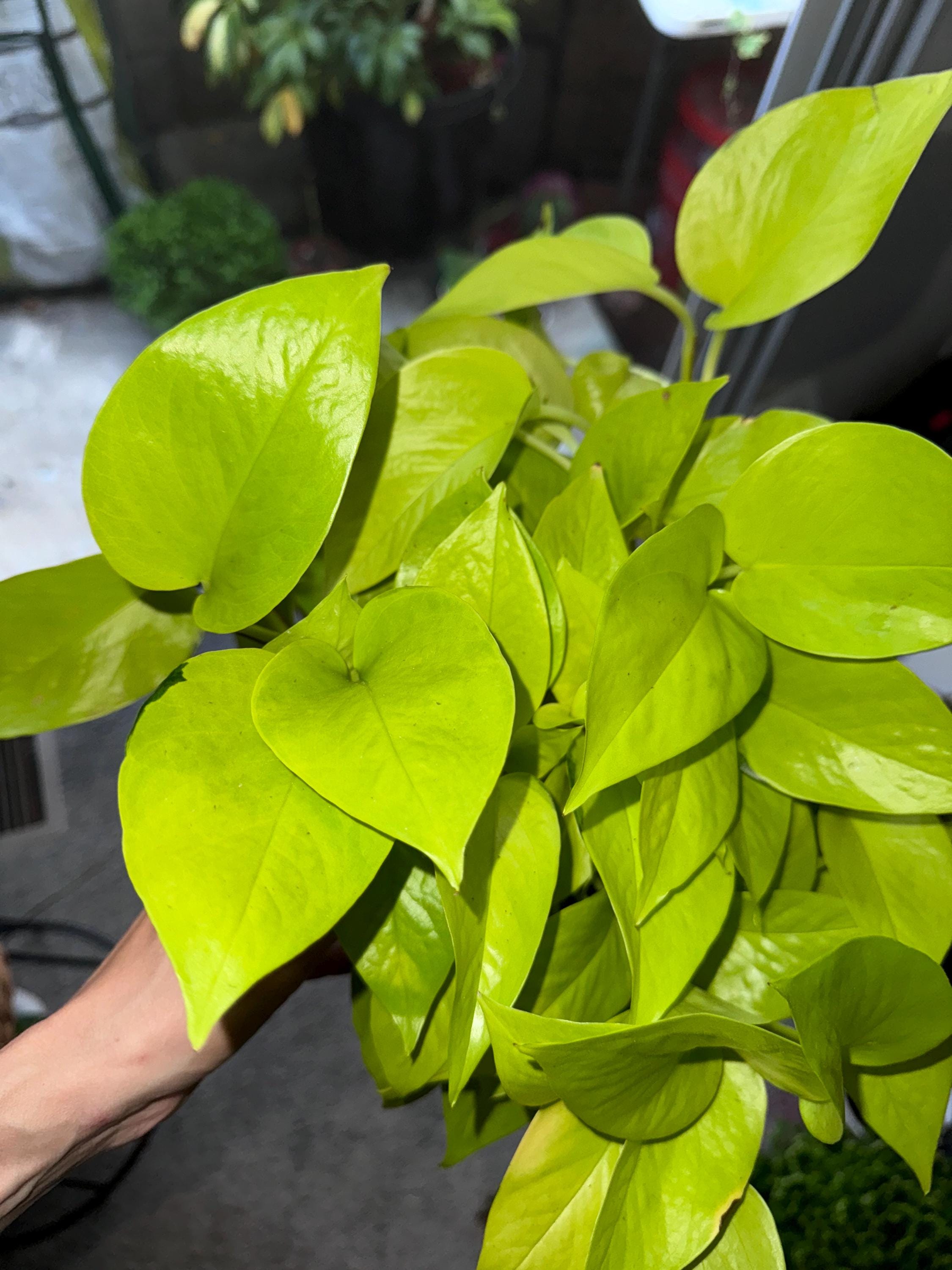 Neon Pothos Plant 6in Pot. Trailing Plant - Etsy