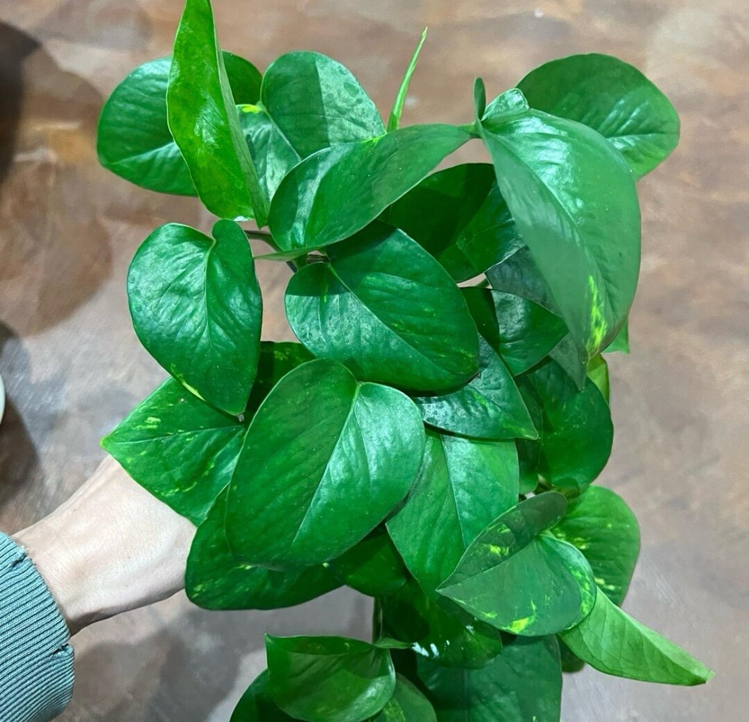 Golden Pothos With Trailing Vines Plant Care Instructions Included - Etsy