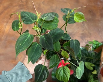 Philodendron Micans Cuttings (5) - Etsy