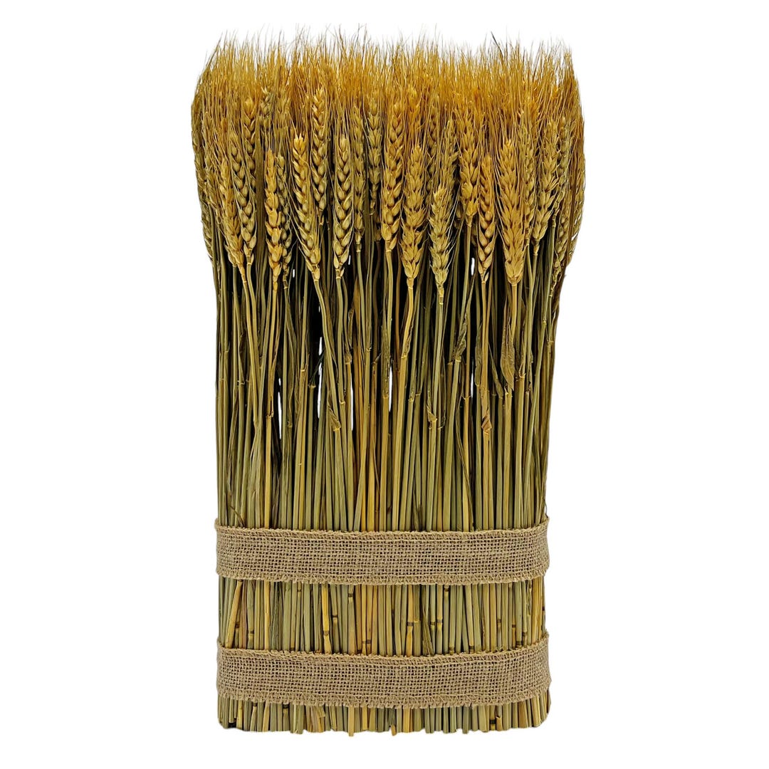 16 Inch Standing Preserved Dried Wheat Plant Home Decor Preserved Wheat ...