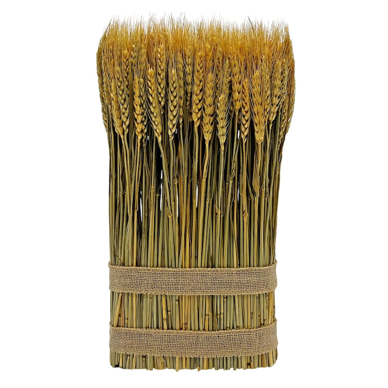 Dried Wheat - Etsy