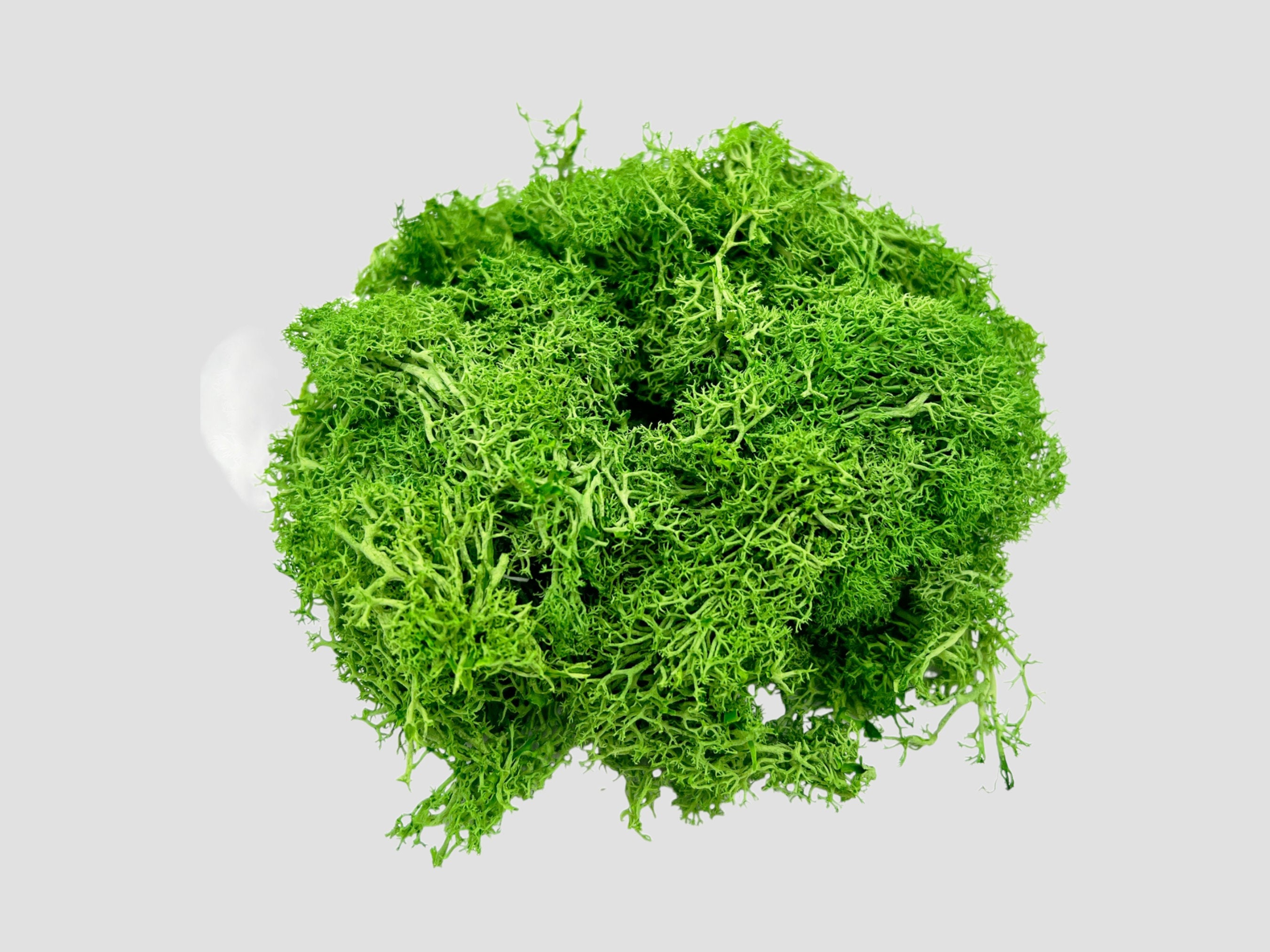 Premium Preserved Reindeer Moss for DIY Crafts, Terrariums, and Home ...