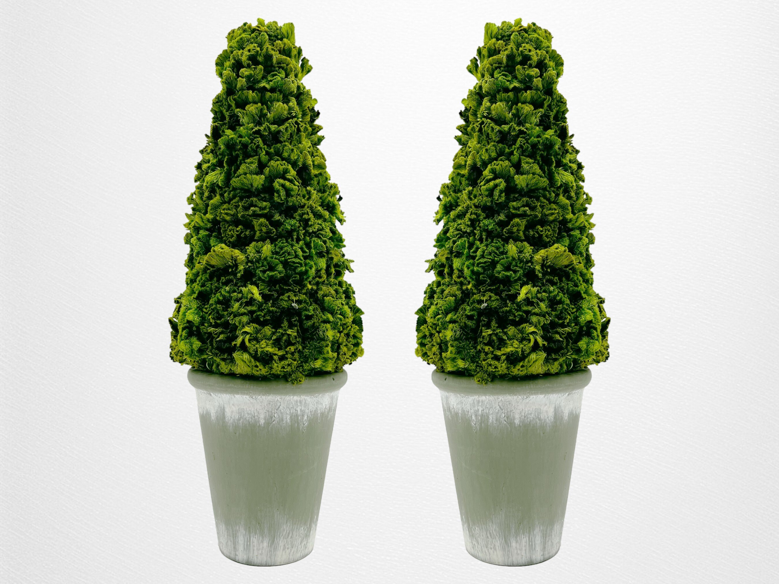 Pair of Real 17" Preserved Cockscomb Cone Topiary Plants in Pots - Home ...