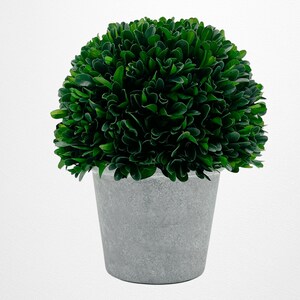 Preserved Boxwood - Etsy