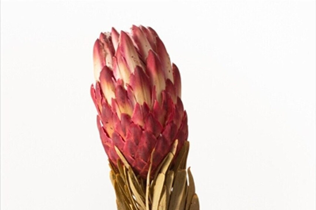 Dried Protea Venus Sugarbush, Wedding Bouquet , Home Decor, Preserved ...