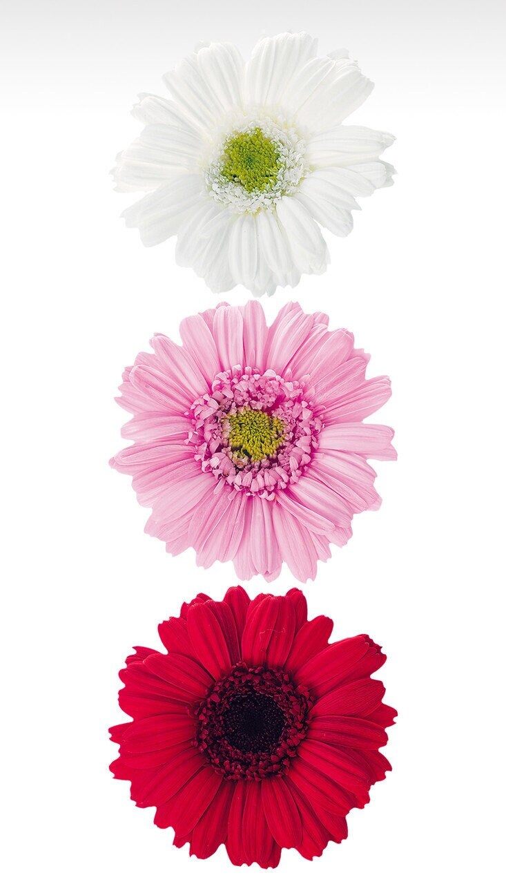 Dried Preserved Daisy Gerbera Flower Heads Set of 9 - Etsy