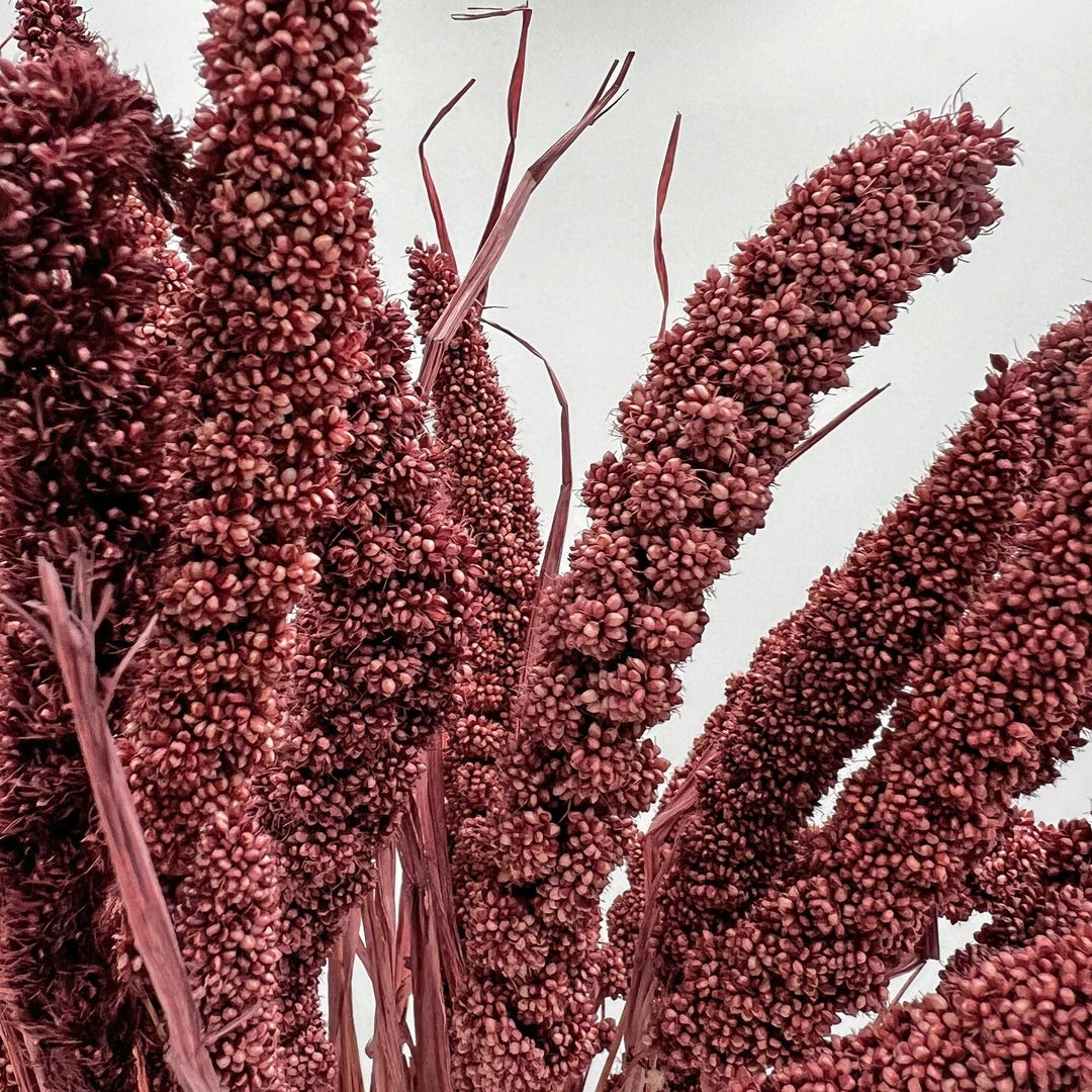 Bundle of 4 Real Dried Preserved Millet for Crafting and Home Decor ...