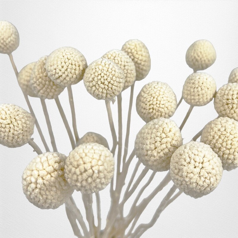 Dried Billy Balls - Etsy