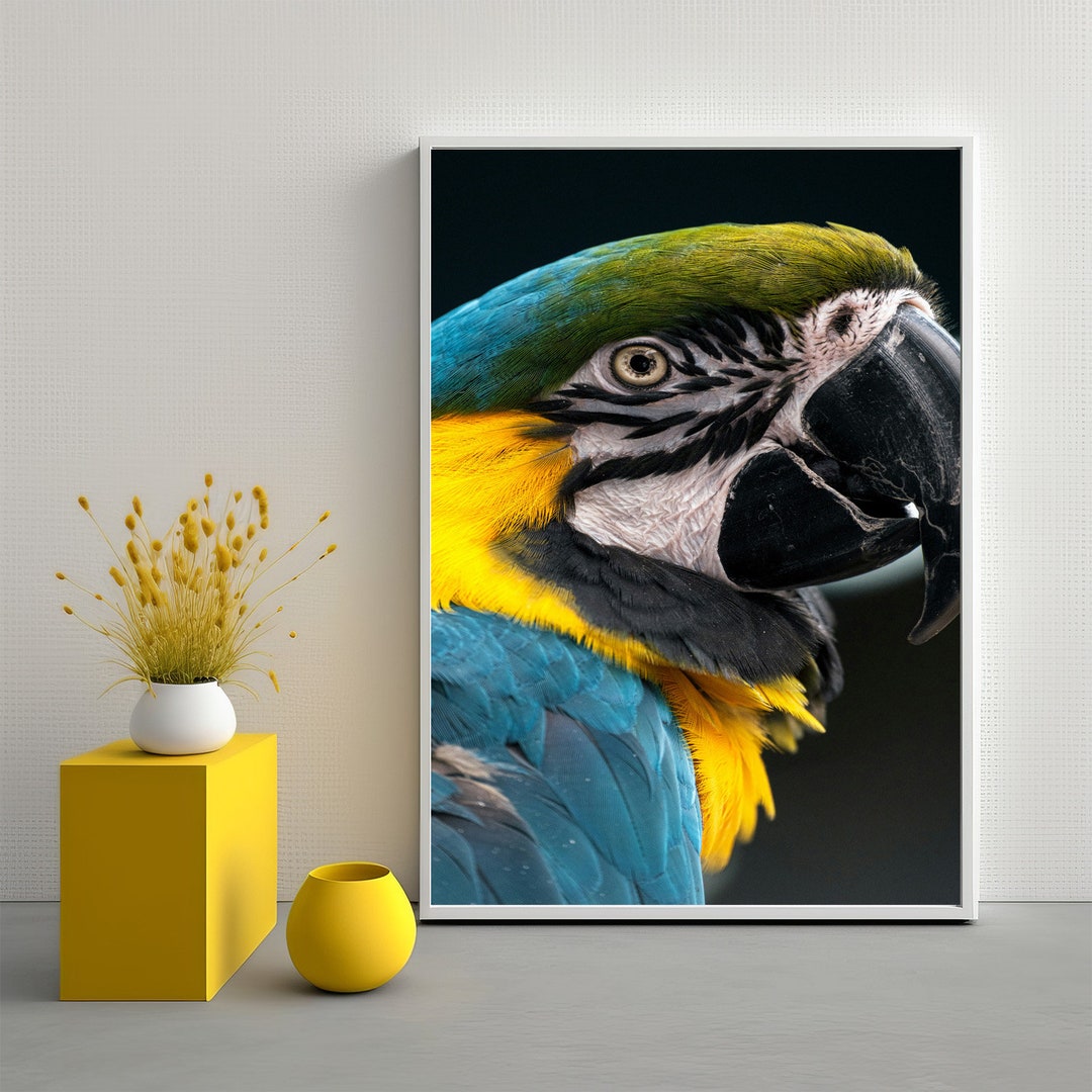 Macaw "300 Dpi" "digital" "downloadable" "decor" "decorate" "prints ...