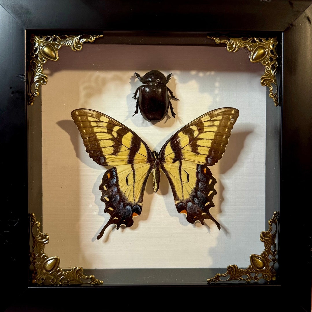 Eastern Tiger Swallowtail and Beetle Framed. Handmade With Love 3 - Etsy