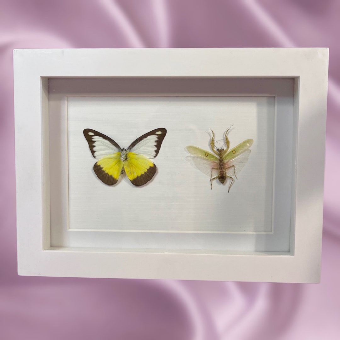 Real Indian Flower Mantis & Chocolate Albatross Butterfly. Handmade ...
