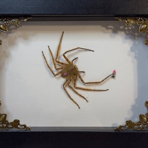 Real Huntsman Spider With Lipstick in Hand. Handmade With Love 3 - Etsy