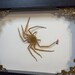 Real Huntsman Spider With Lipstick in Hand. Handmade With Love 3 - Etsy
