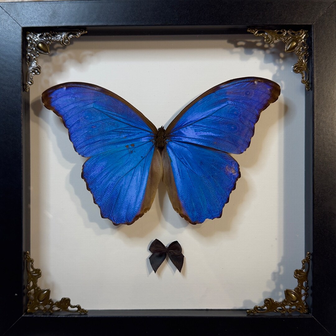 Real Blue Morpho Butterly Framed With Bow. Handmade With Love 3 - Etsy