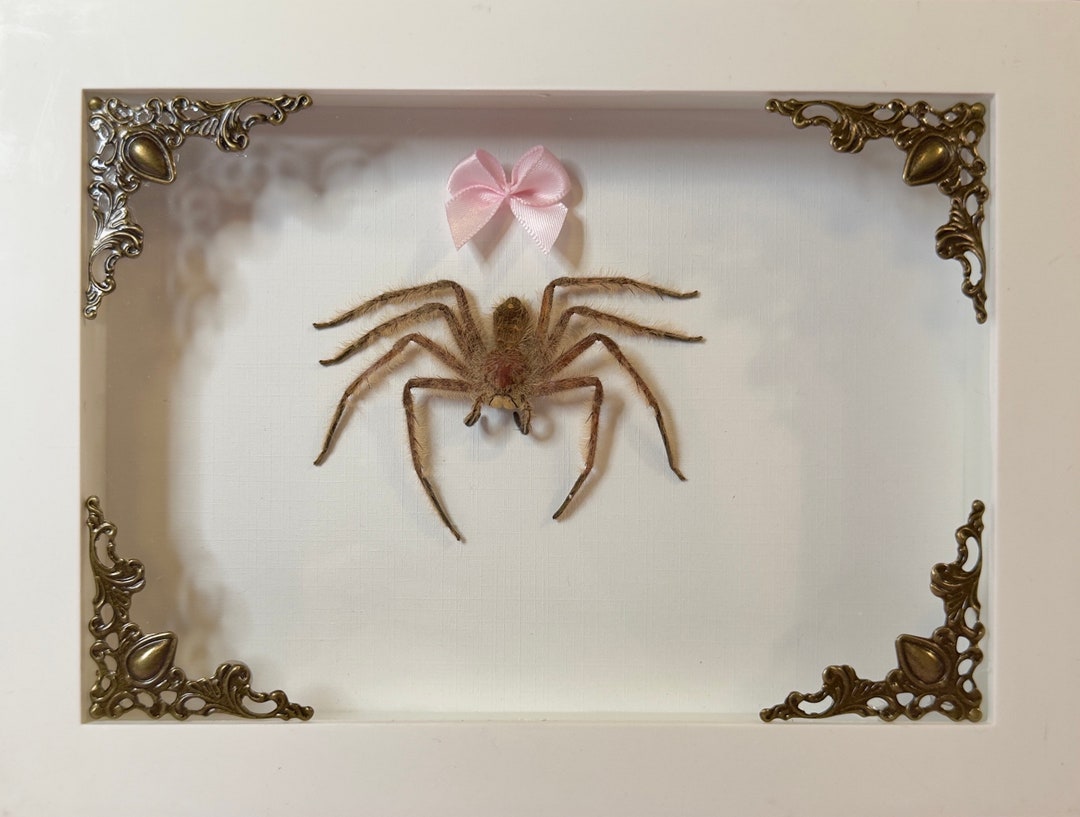 Real Huntsman Spider Framed With a Cute Little Bow. Handmade With Love ...
