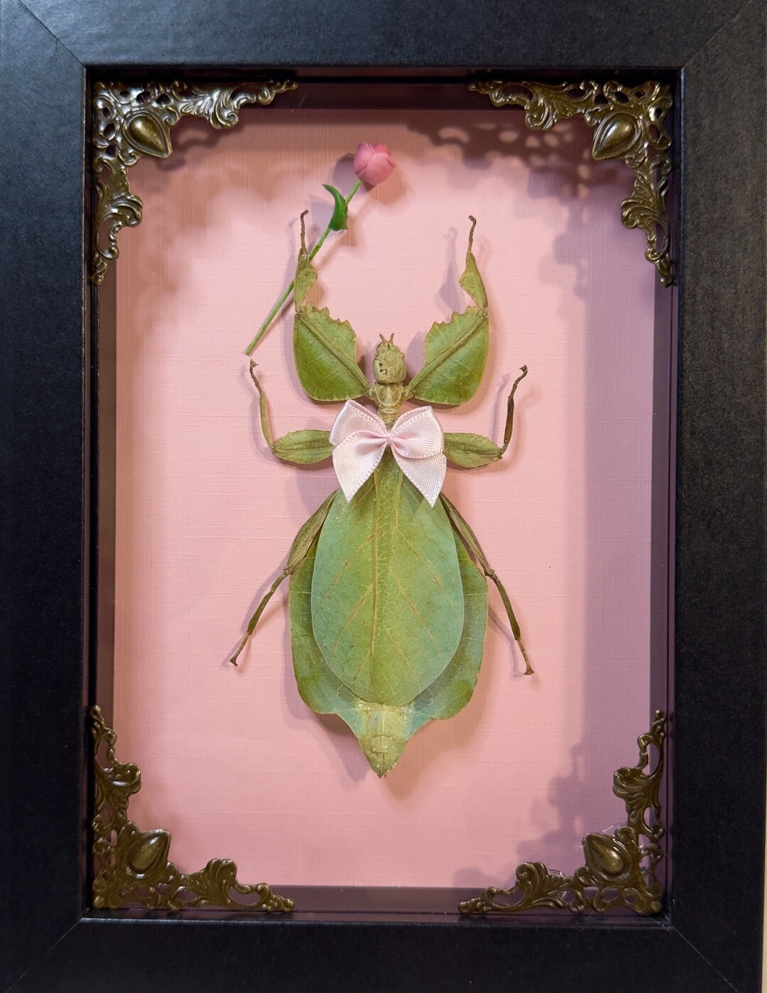 Real Giant Leaf Insect With Flower and Cute Lil Bow. Handmade With Love ...