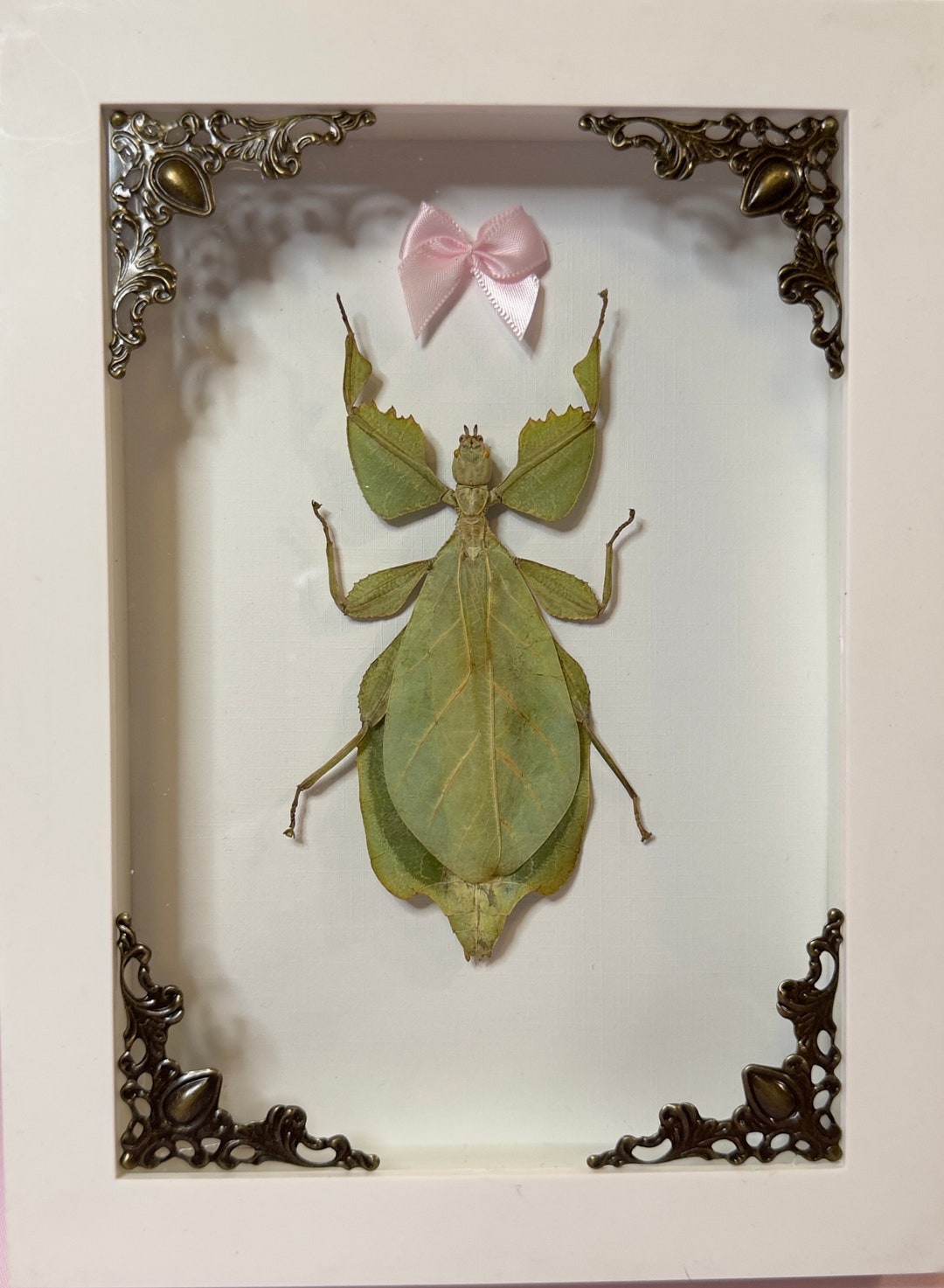 Real Giant Leaf Insect With Cute Lil Bow. Handmade With Love 3 - Etsy