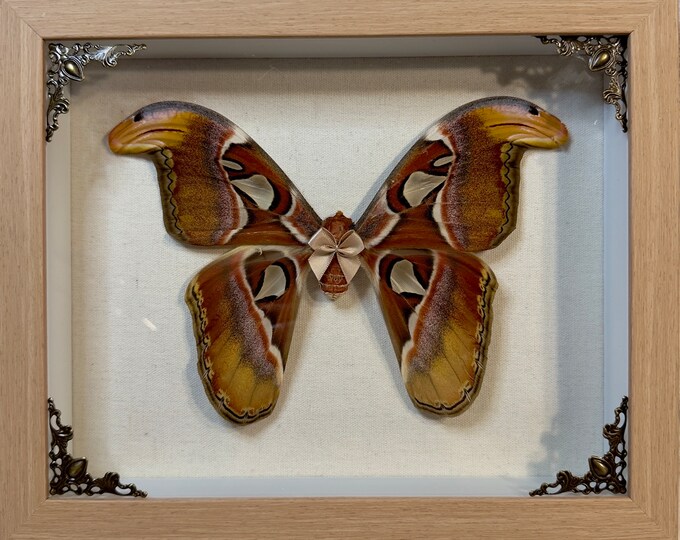 Real Atlas Moth Framed With Bow. Handmade With Love 3 - Etsy