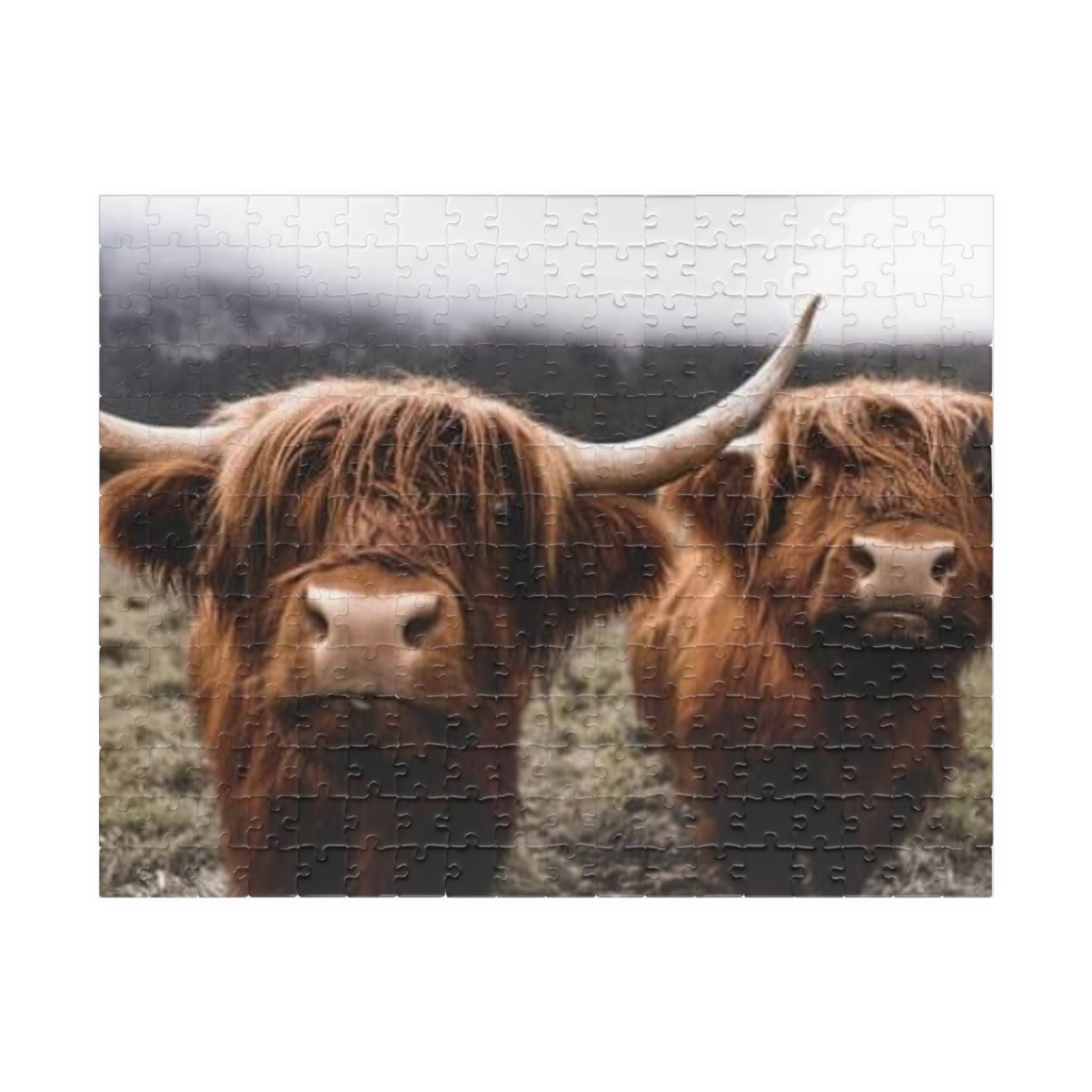 Highland Cows Puzzle (110, 252, 520, 1014-piece), Jigsaw Puzzle, Cow ...