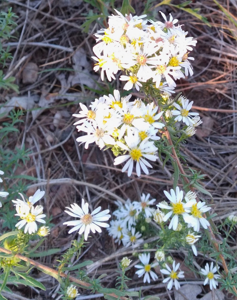White Heath Aster: Dried W/ Seeds, Flowers. Free Shipping. - Etsy