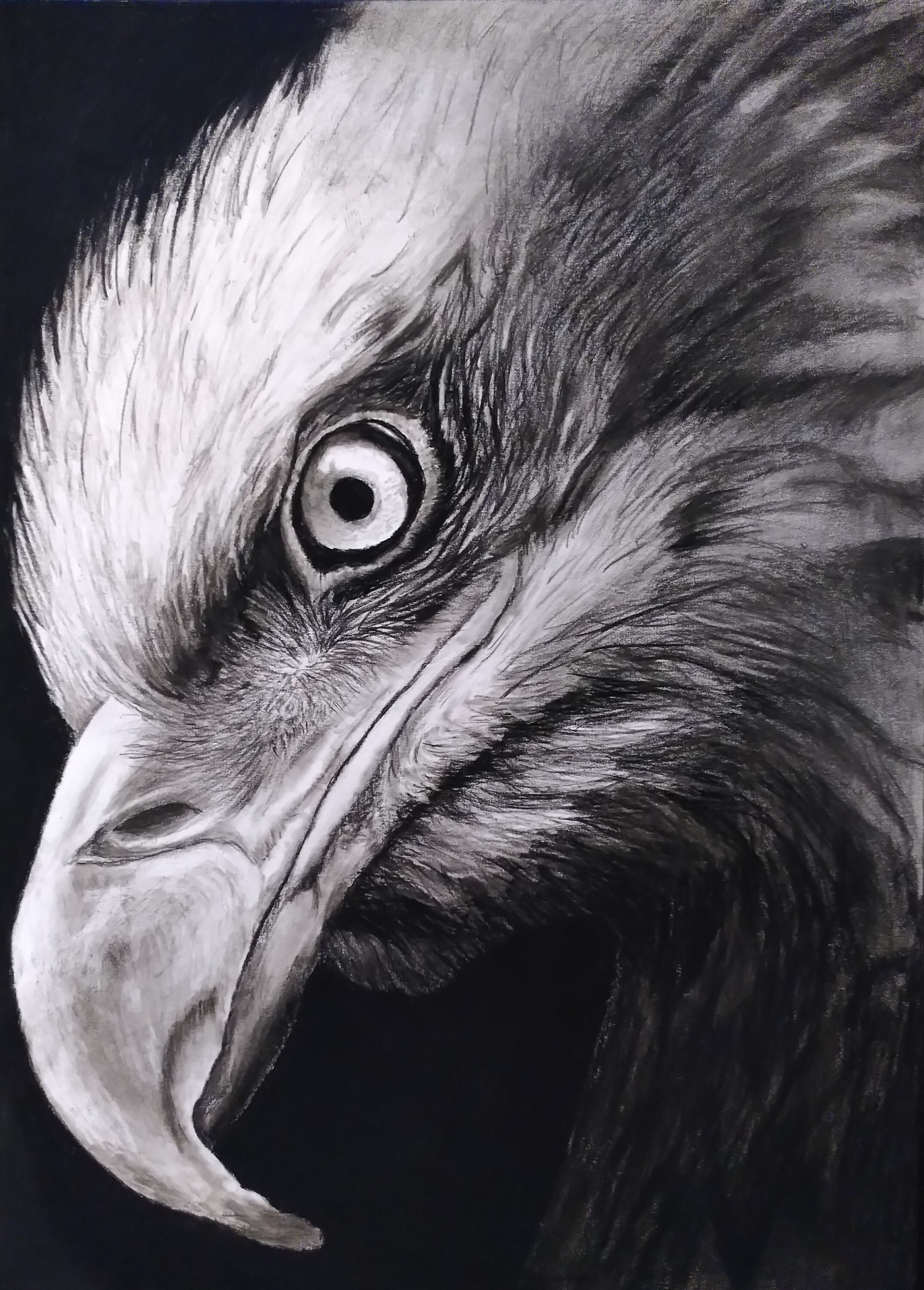 Original Eagle Charcoal Pen Drawing Size A4 - Etsy