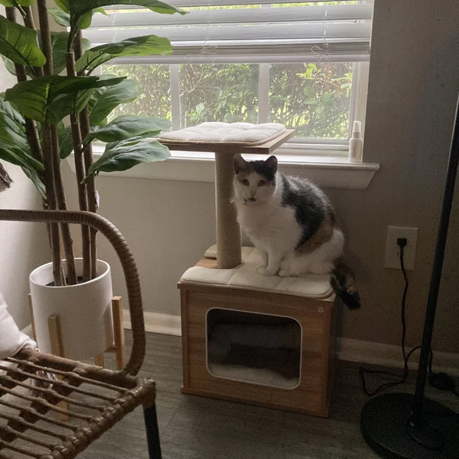 30 Luxury Cat Tree With Condo Cat Climbing Tree Modern - Etsy