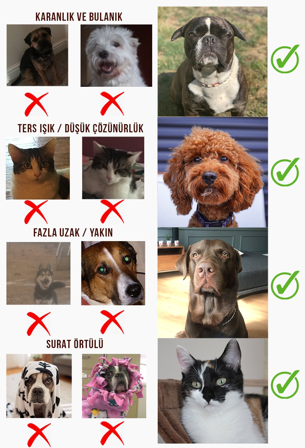 Custom Royal Pet Portrait: Renaissance Style Canvas or Digital Art - Etsy