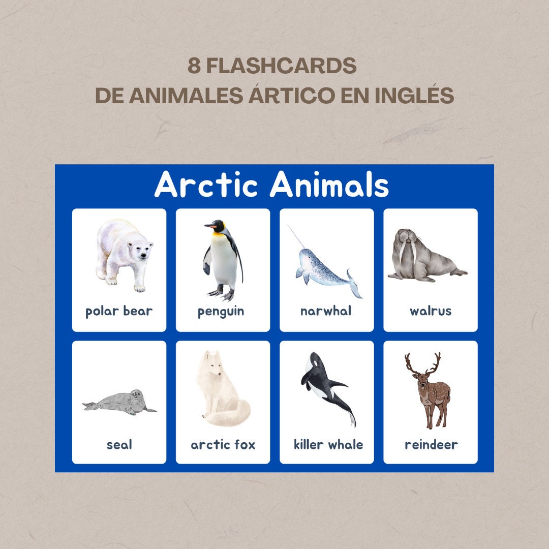 8 Flashcards Animales del Ártico Vocabulario Descarga - Etsy México