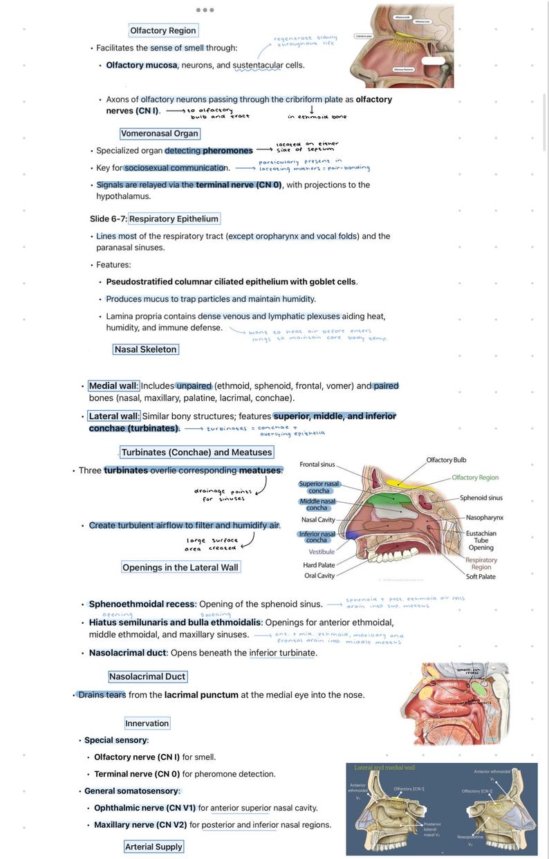 Respiratory System - Anatomy and Physiology (medicine/ Biomed) - Etsy