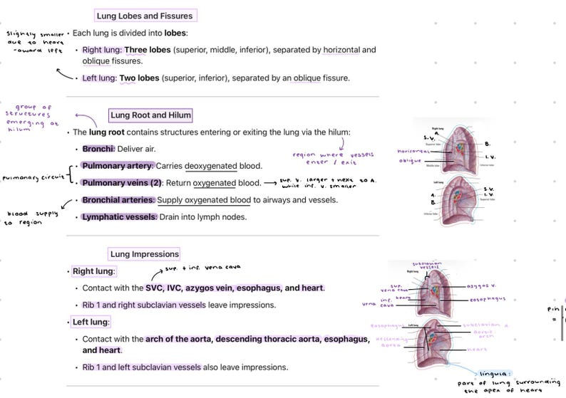 Respiratory System - Anatomy and Physiology (medicine/ Biomed) - Etsy